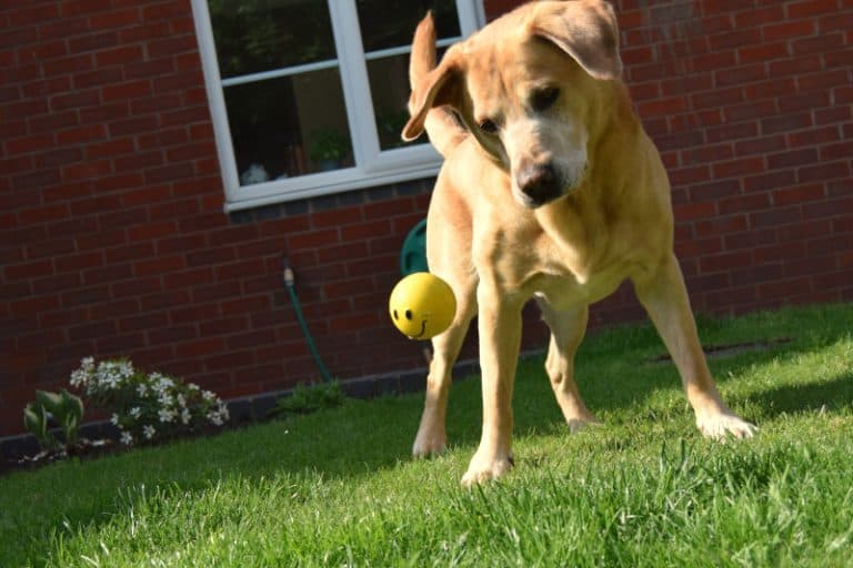 Positive Dog Training - Simple Solutions - Richie's Room