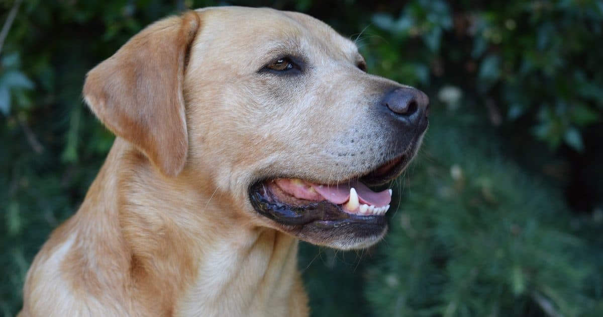 Positive Dog Training - Simple Solutions - Richie's Room