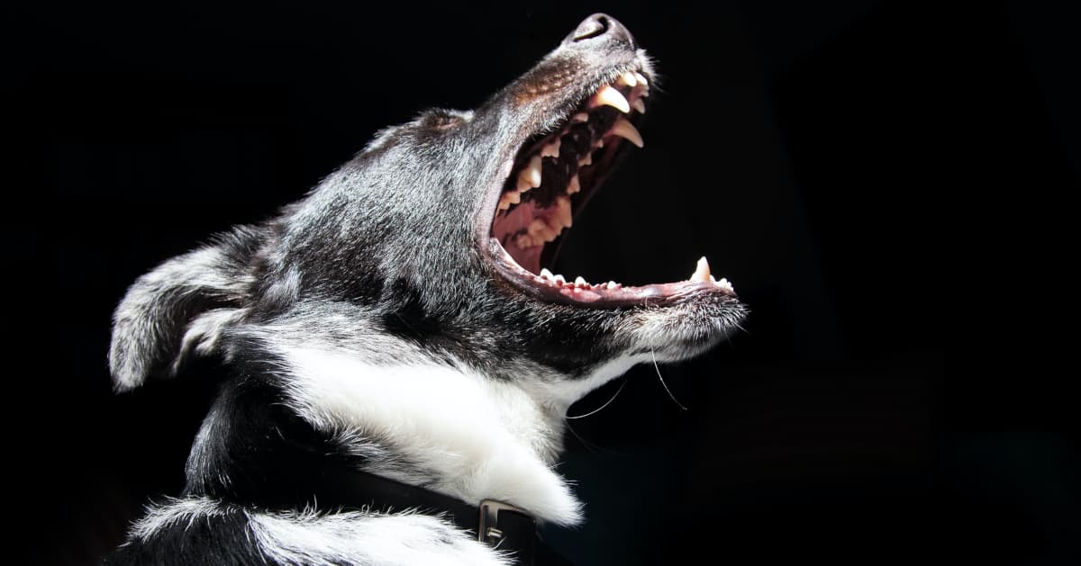 Why do Dogs Bark? Reasons and Solutions - Richie's Room