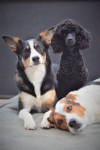 The dog trainer interview - Ollie Tatton - Richie's Room