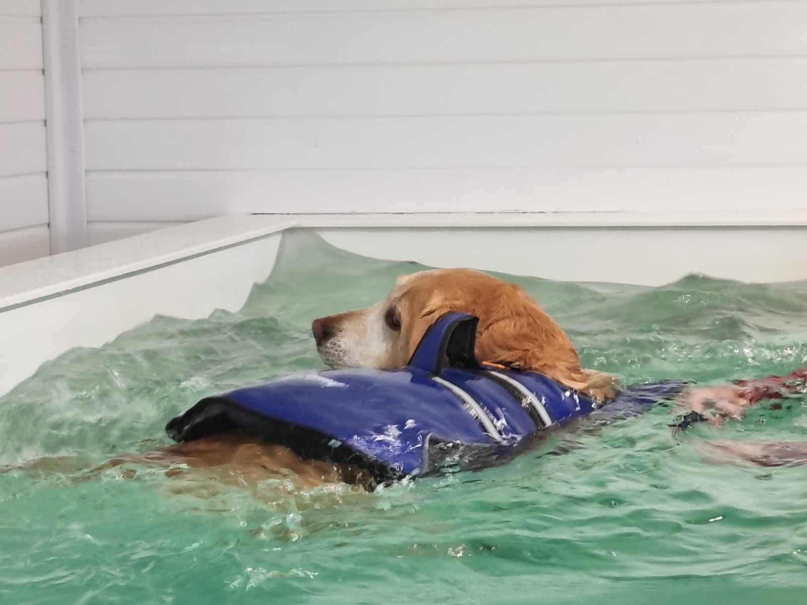 Aquaplanet Pet Buoyancy Aid - Richie's Room